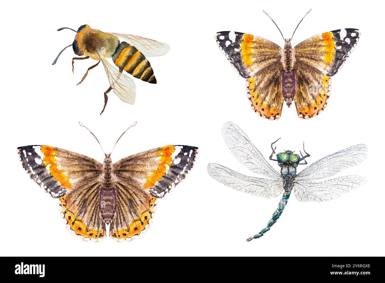 Watercolor illustration set of insects butterfly, bee, dragonfly. Hand ...