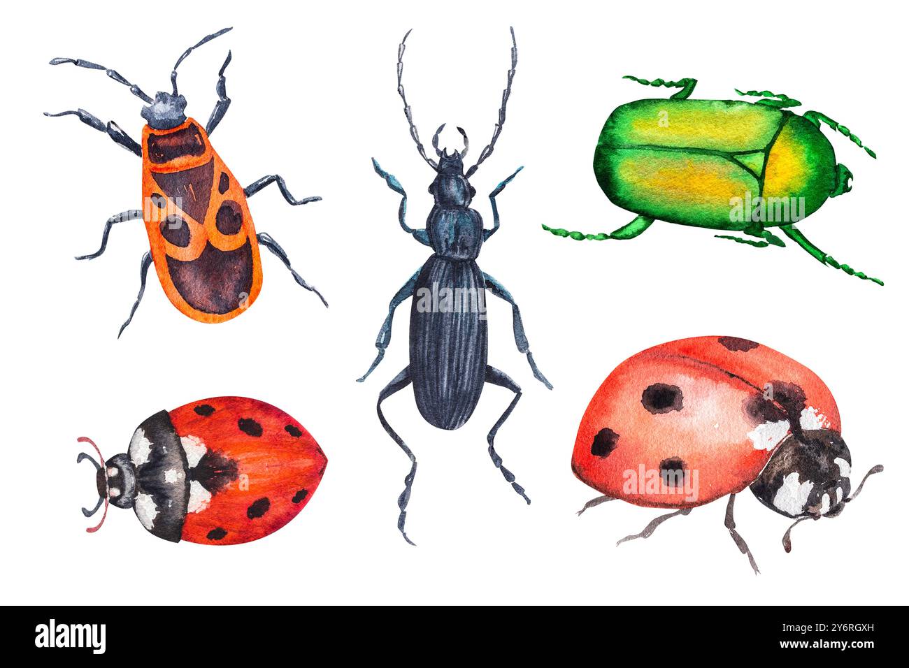 Watercolor illustration set of different insects bugs. Hand drawn ...