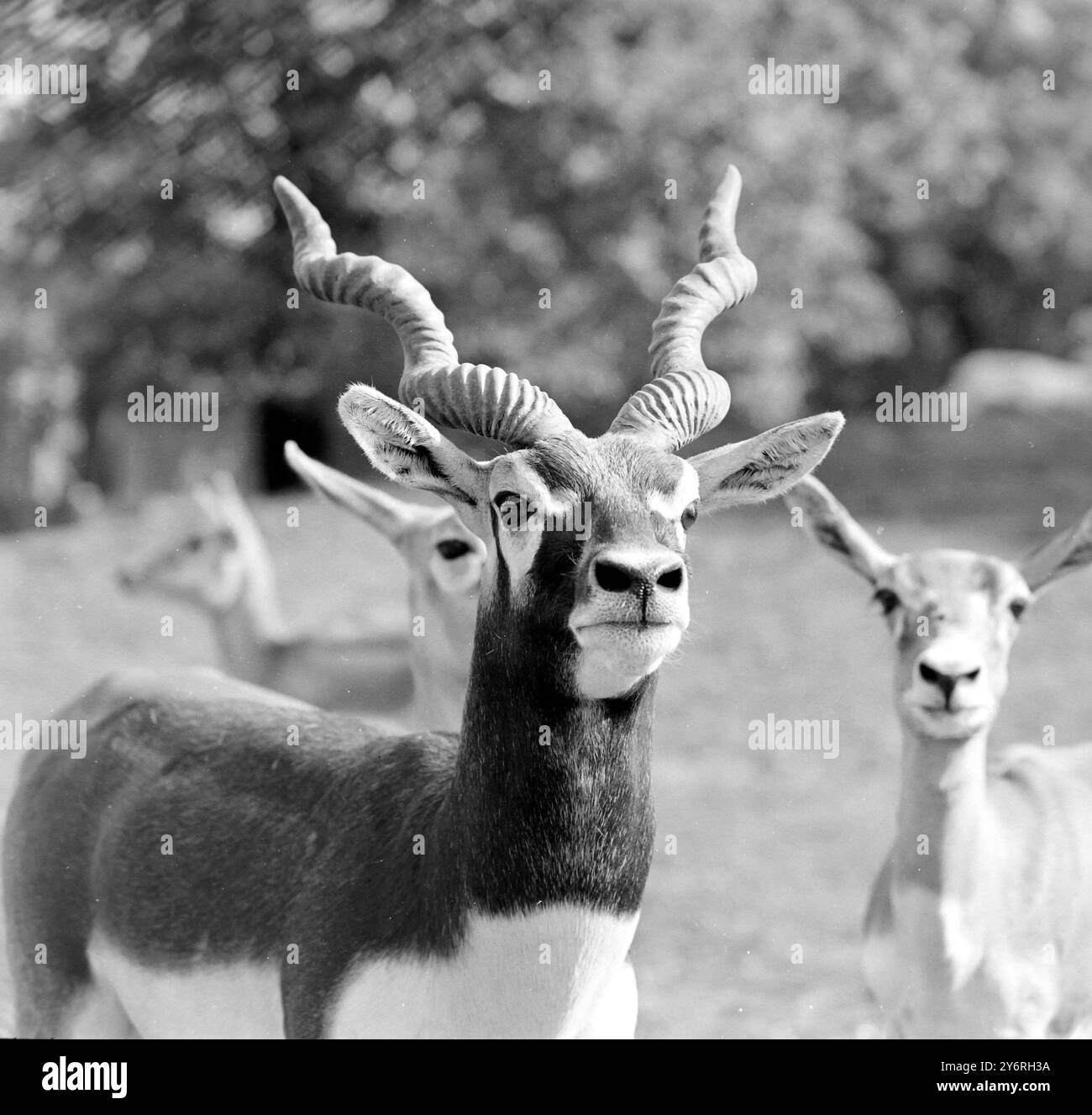 Indian black buck hi-res stock photography and images - Alamy