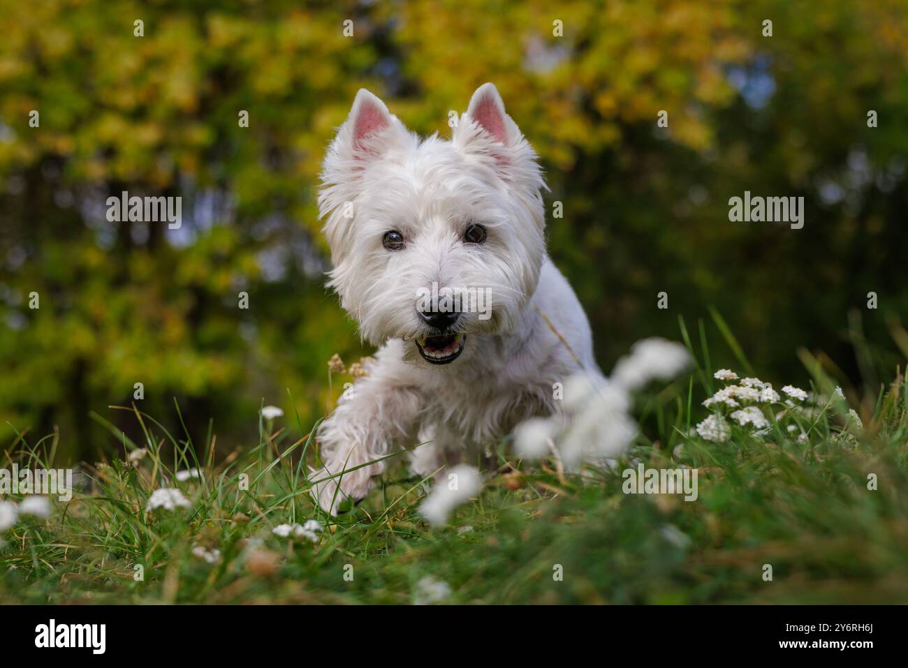 Westie in the grass hi-res stock photography and images - Alamy