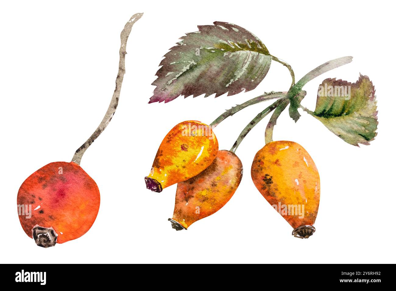 Watercolor illustration of rosehip. Hand drawn rose hips isolated on a ...
