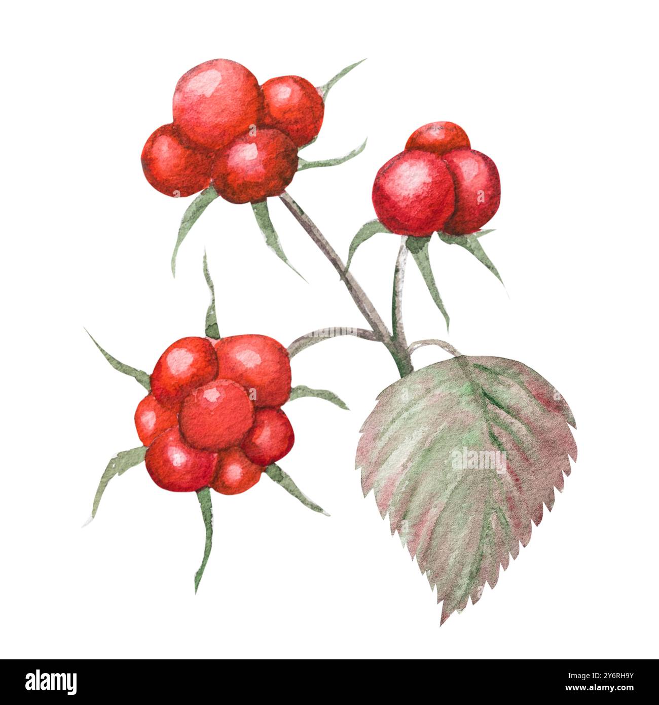 Watercolor illustration of bramble berry, hand drawn bramble Stock ...