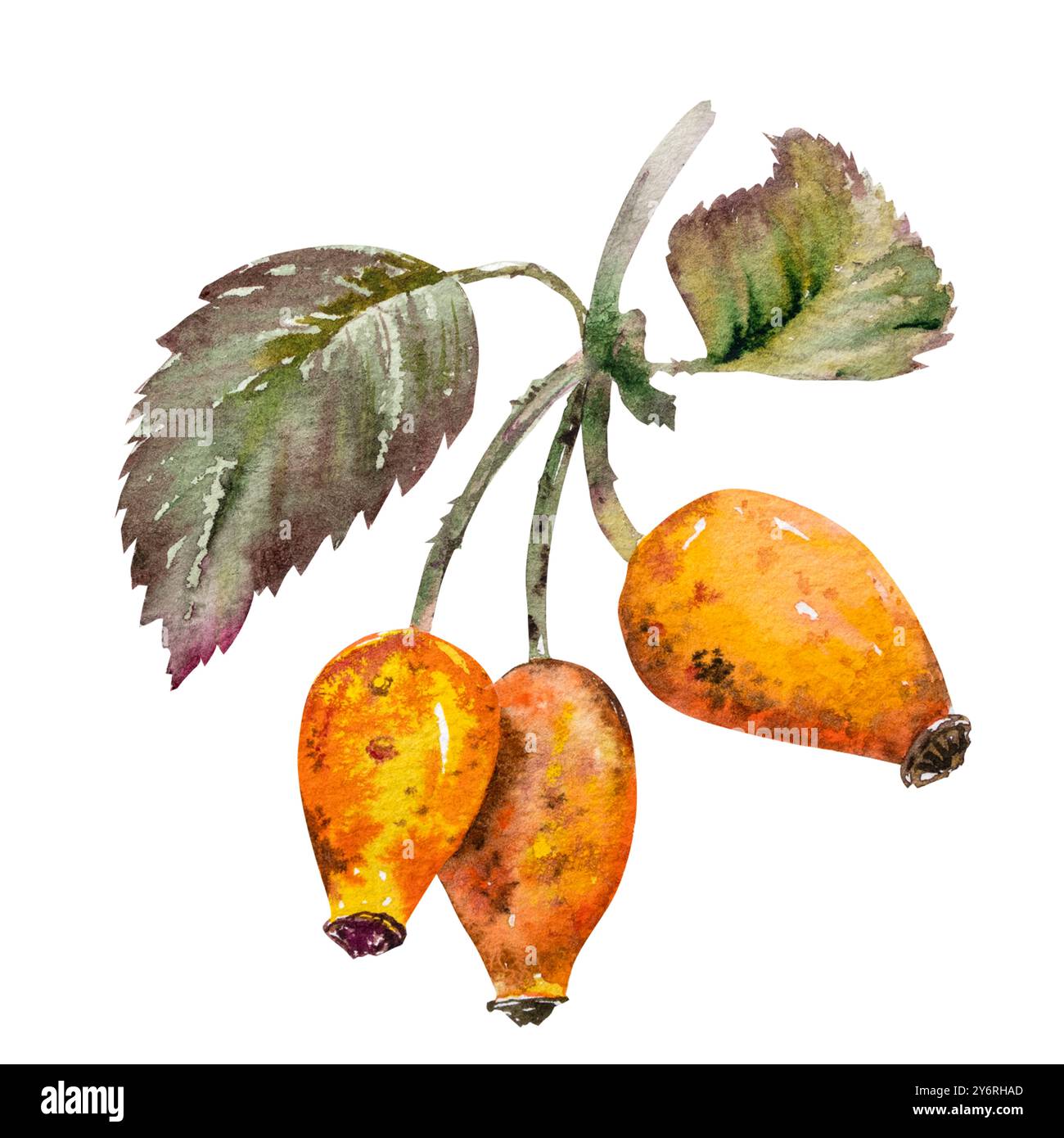 Watercolor illustration of rosehip. Hand drawn rose hips isolated on a ...