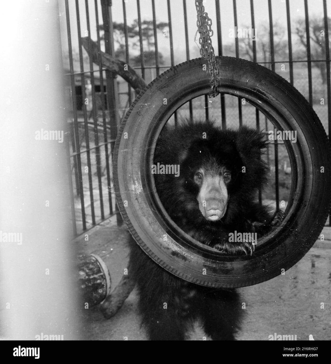 KOLA BEAR AT CHESSINGTON ZOO 26 MARCH 1962 Stock Photo - Alamy