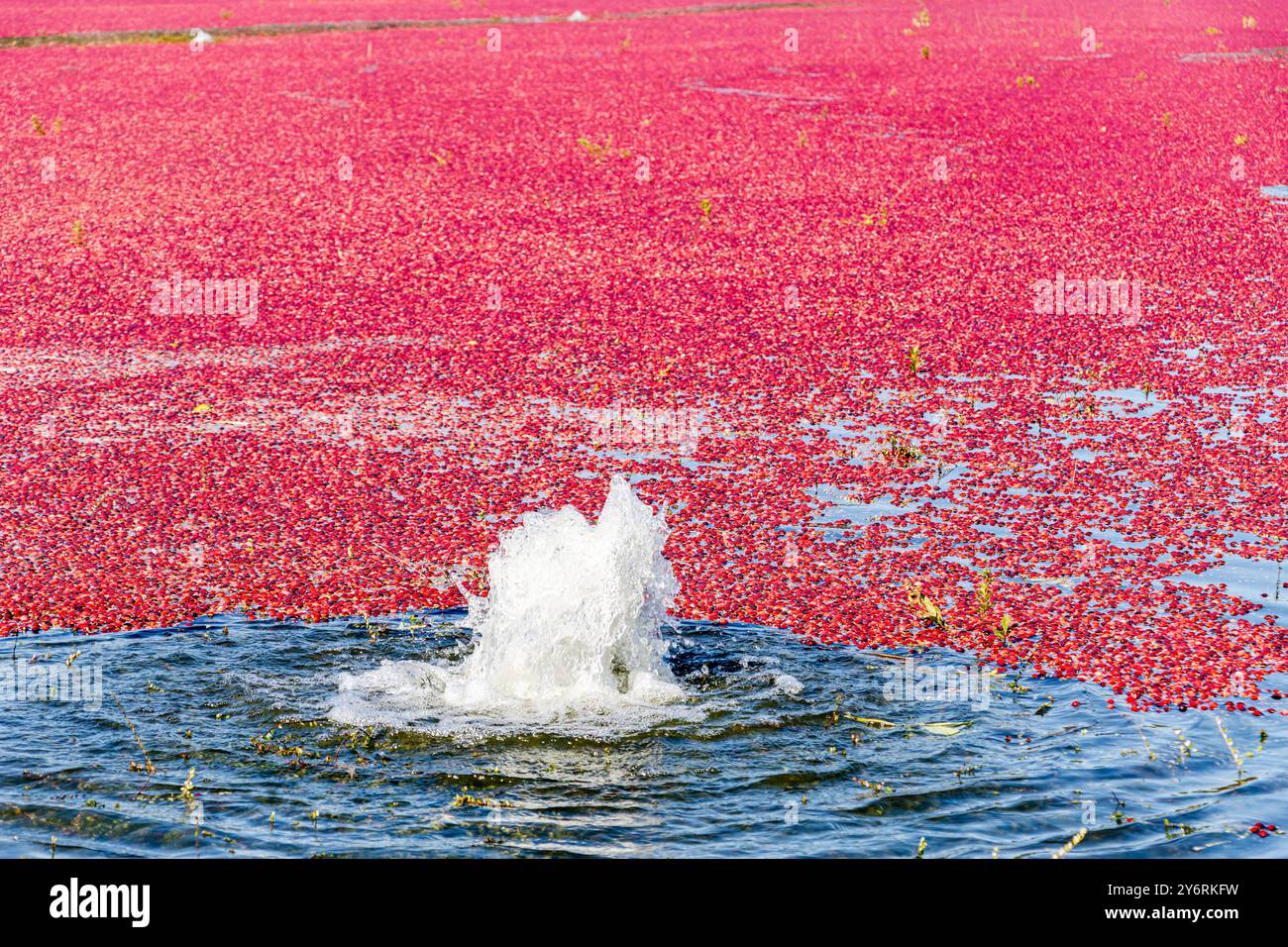 Water fountain flooding a red rip cranberries bog ready for harvest in ...