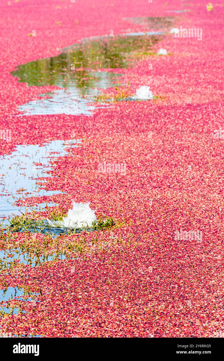 Water fountain flooding a red rip cranberries bog ready for harvest in ...