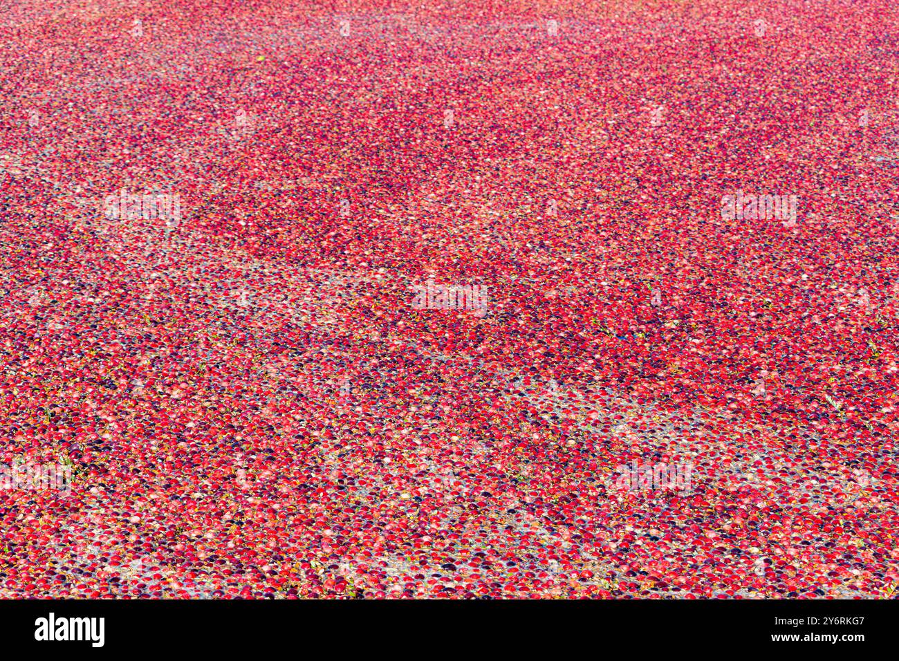 Red rip cranberries floating on water awaiting harvest in a Quebec ...