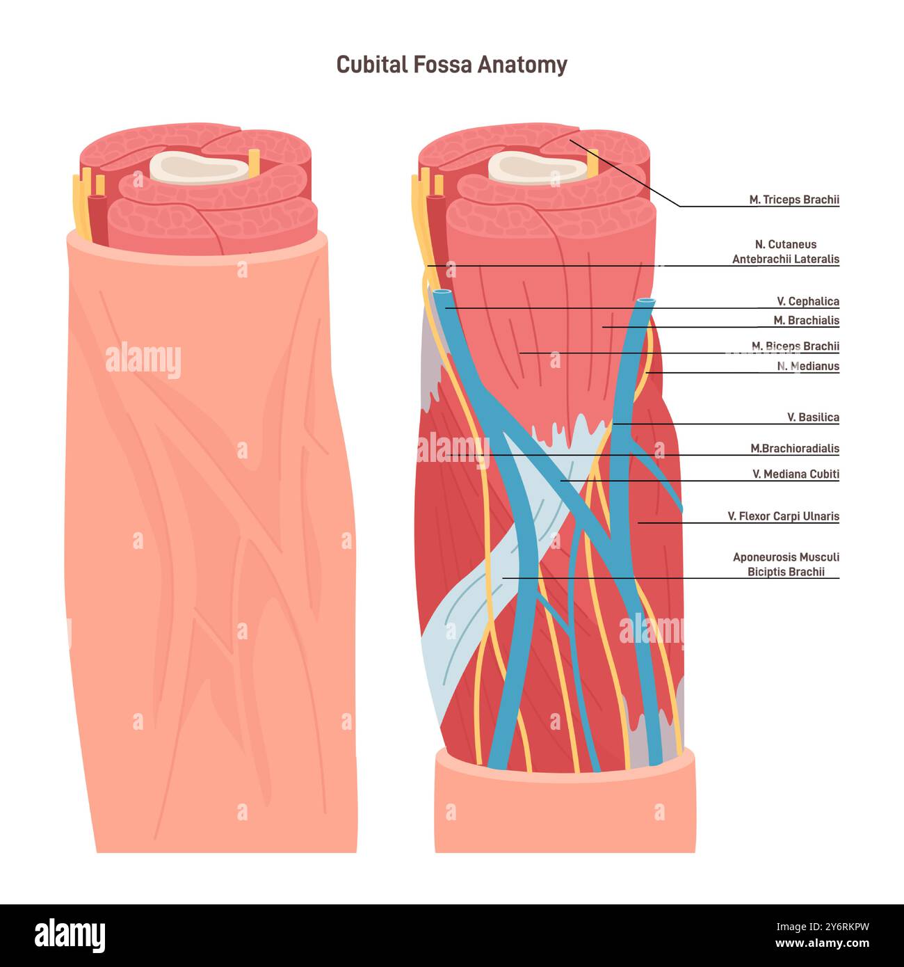 Cubital Fossa Anatomy