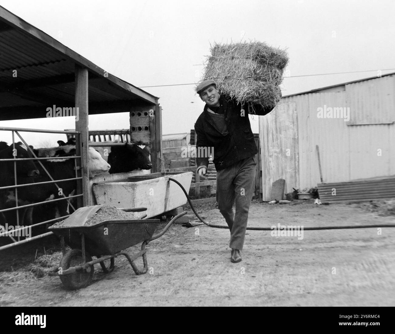 BOXER BILLY WALKER WARKING ON A FARM - STRAW / 5 MARCH 1962 Stock Photo ...