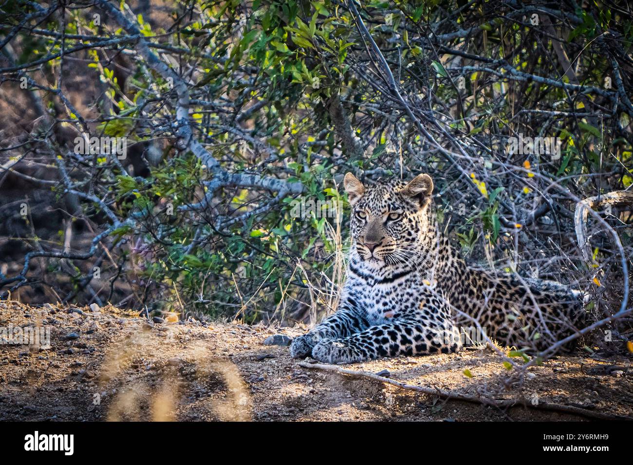 A majestic leopard is lying on the ground amidst dense forest foliage ...
