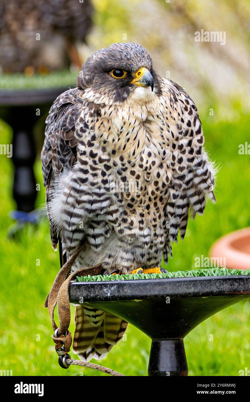 The Peregrine Falcon, a fast-flying bird of prey, feeds mainly on ...
