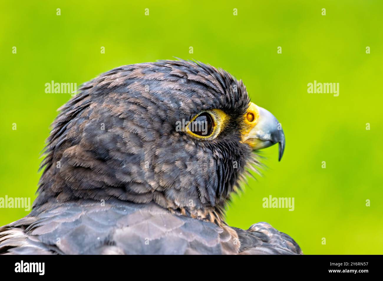 The Peregrine Falcon, a fast-flying bird of prey, feeds mainly on ...
