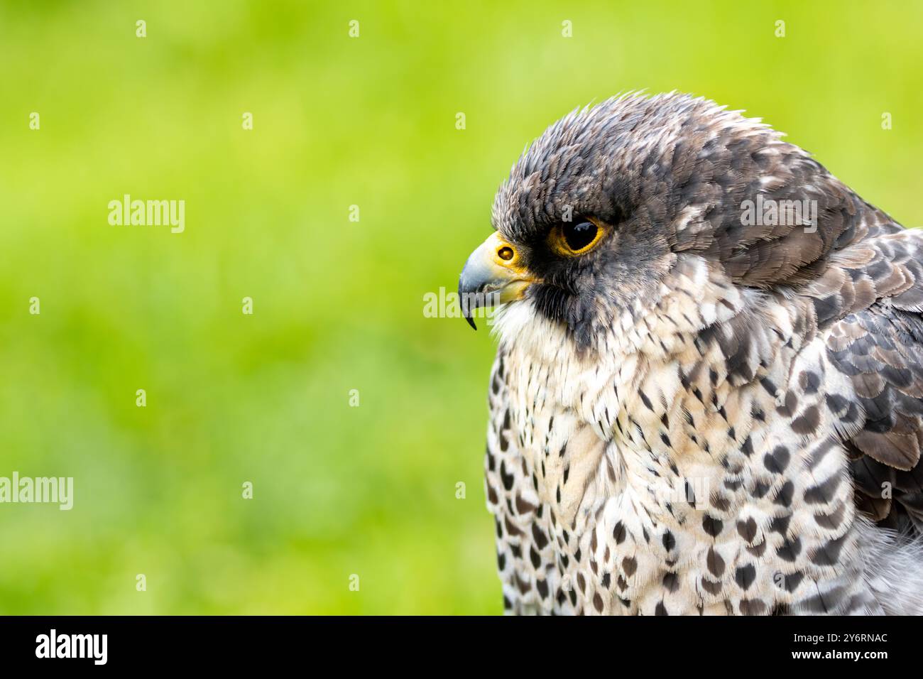 The Peregrine Falcon, a fast-flying bird of prey, feeds mainly on ...