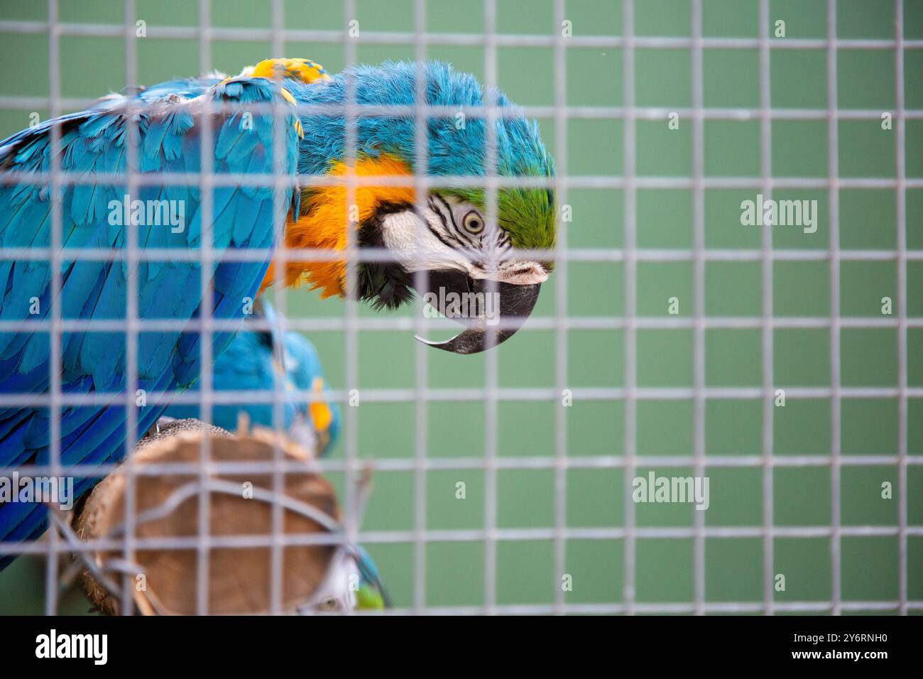 A vibrant blue and yellow parrot is comfortably sitting inside a cage ...