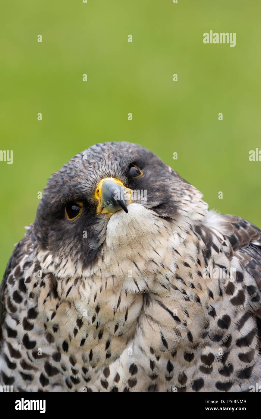 The Peregrine Falcon, a fast-flying bird of prey, feeds mainly on ...