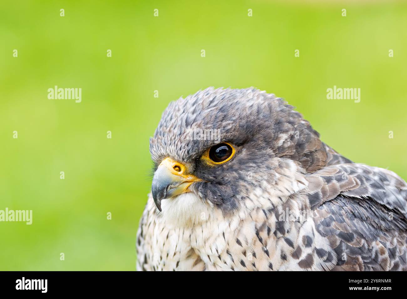 The Peregrine Falcon, a fast-flying bird of prey, feeds mainly on ...