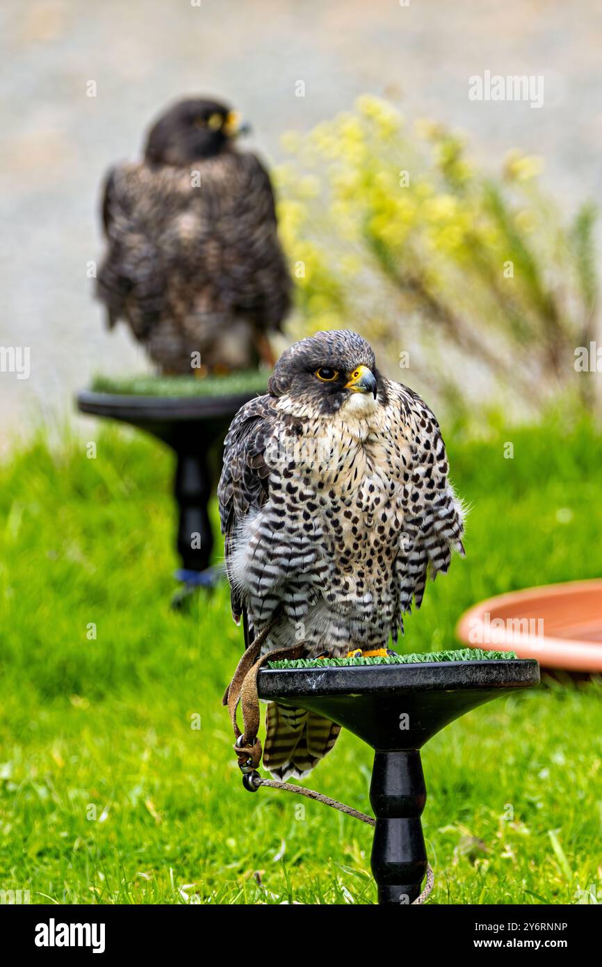 The Peregrine Falcon, a fast-flying bird of prey, feeds mainly on ...