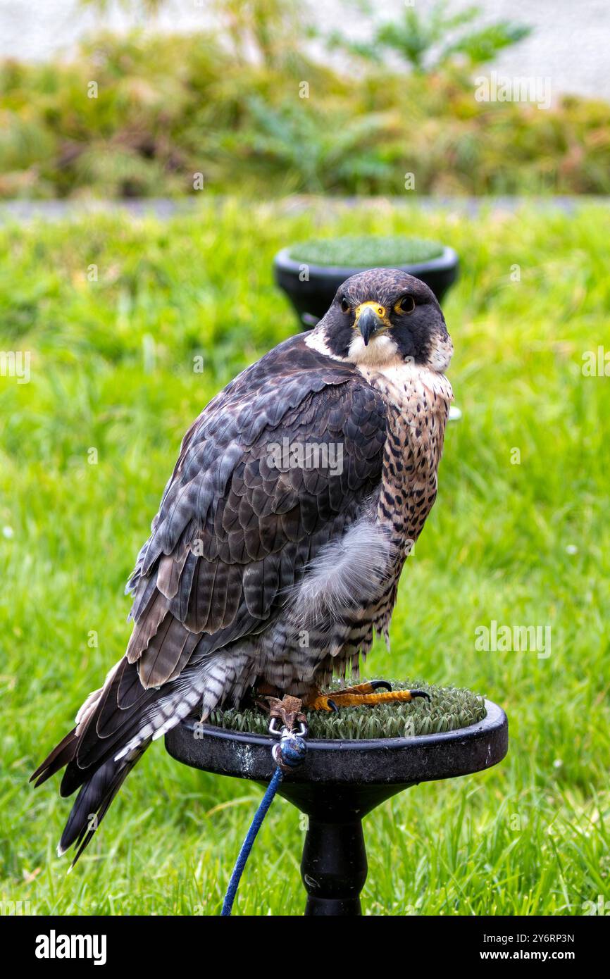 The Peregrine Falcon, a fast-flying bird of prey, feeds mainly on ...