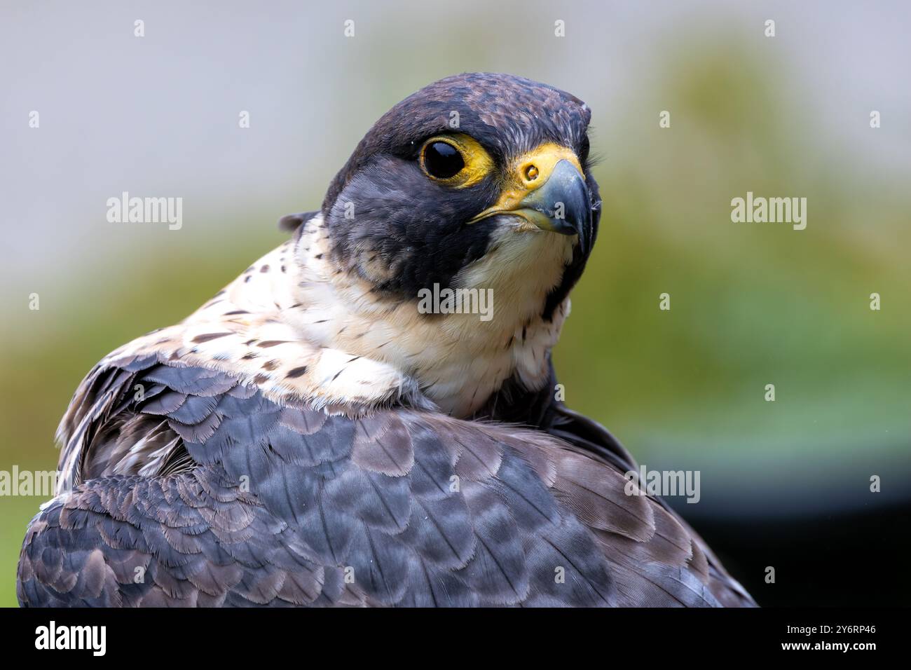 The Peregrine Falcon, a fast-flying bird of prey, feeds mainly on ...