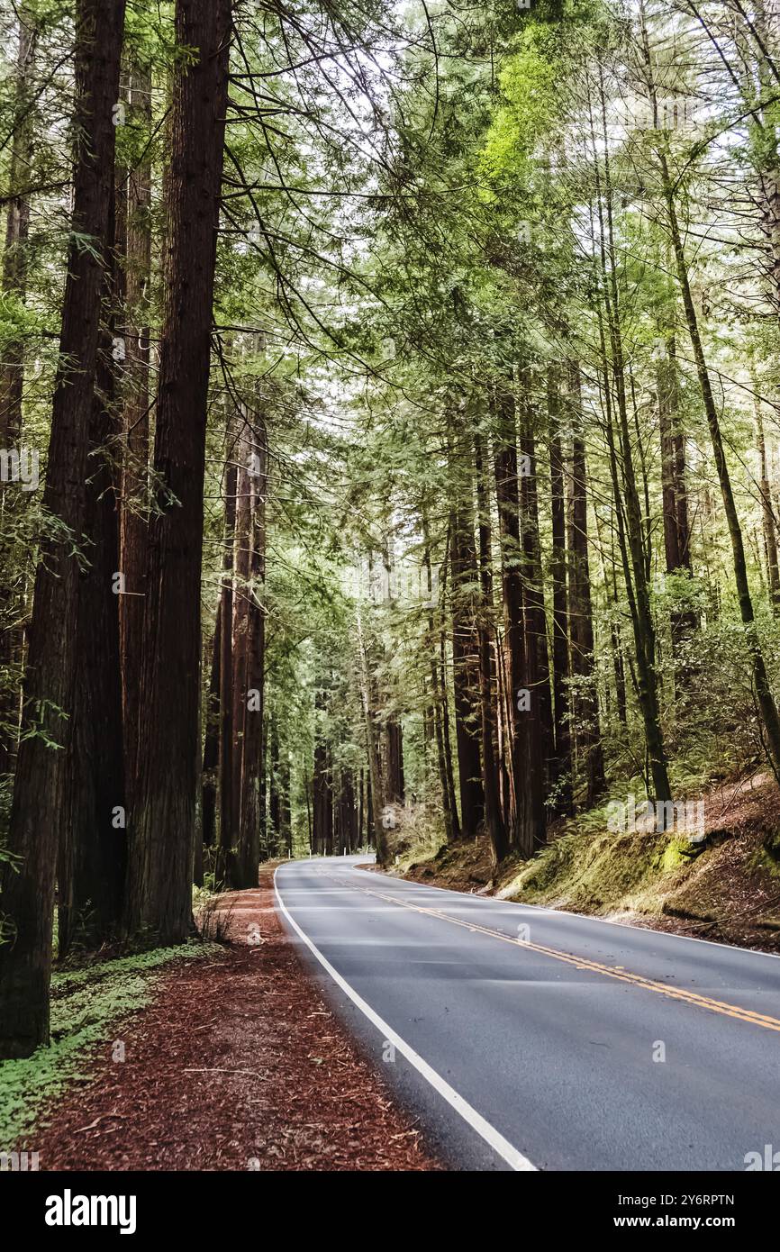 Scenic drive through towering redwood trees in a serene forest setting ...