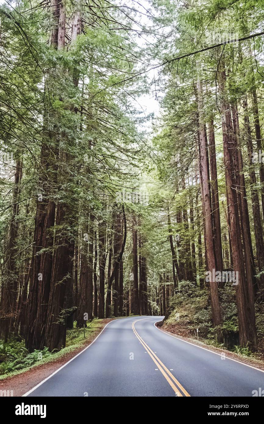 Scenic drive through tall redwood trees in a serene forest, Northern ...