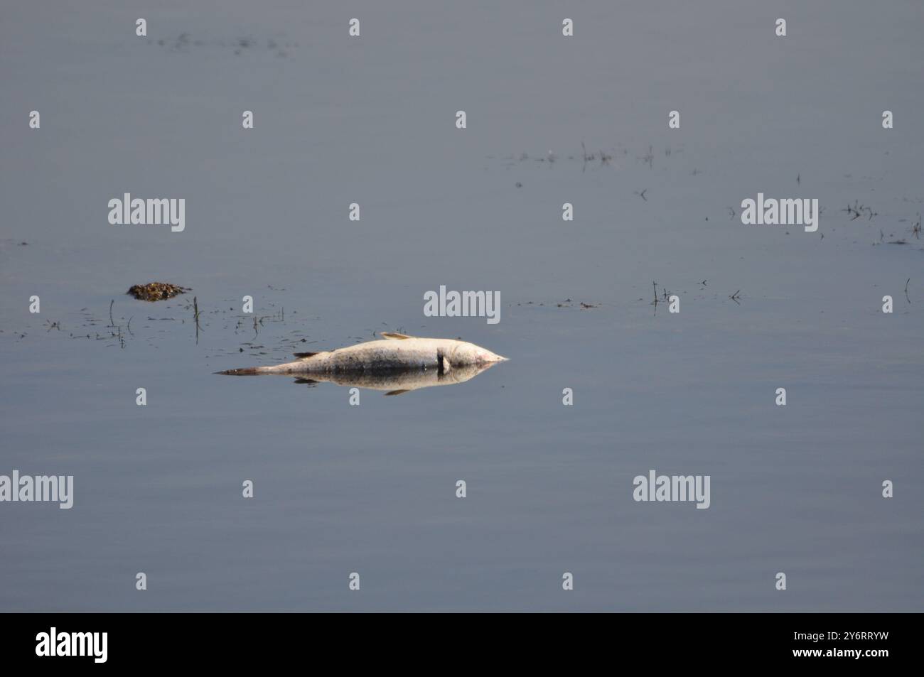 Fish died from lack of oxygen in a pond Stock Photo - Alamy