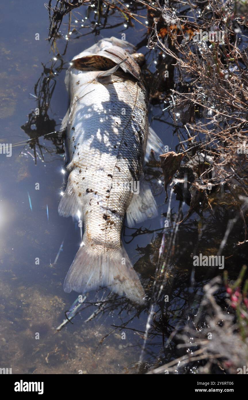 Fish died from lack of oxygen in a pond Stock Photo - Alamy