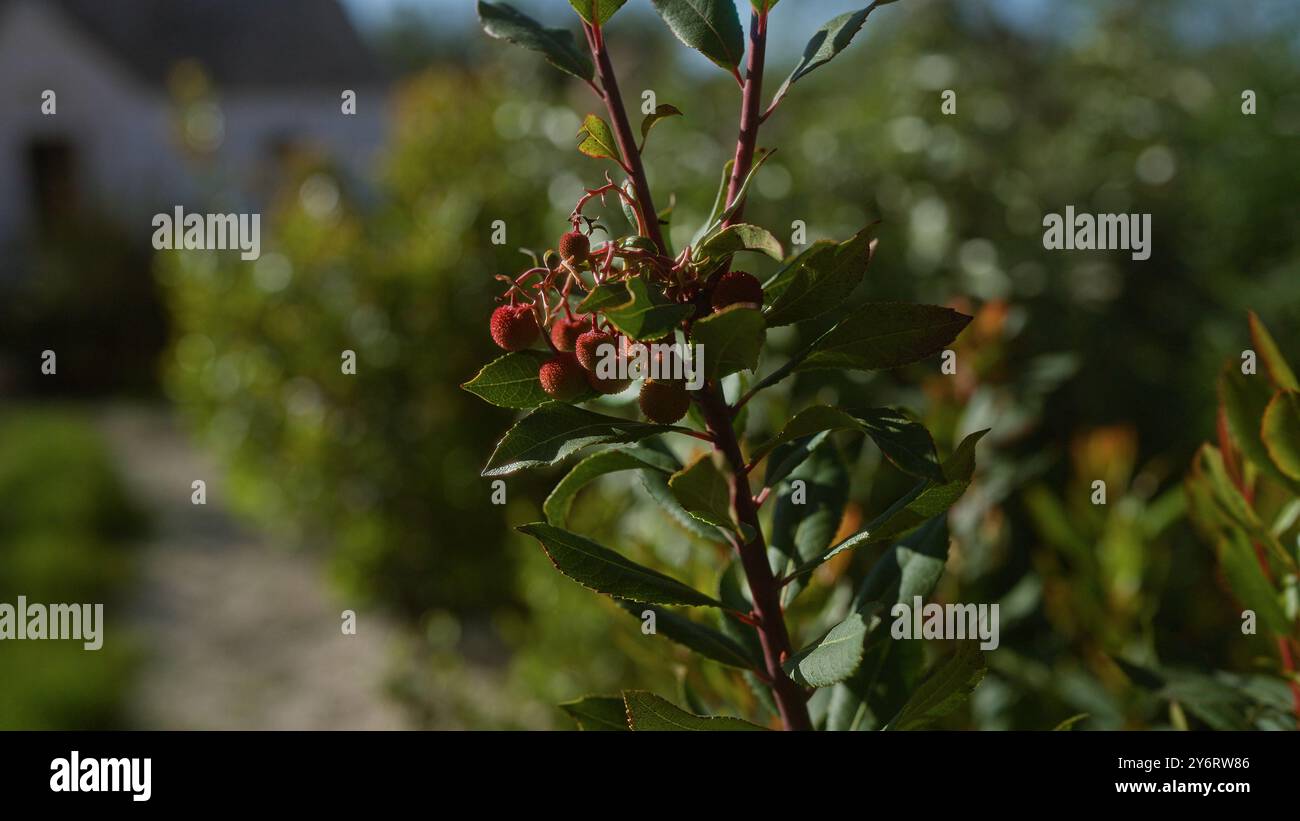 A close-up of an arbutus unedo plant, commonly known as the strawberry ...