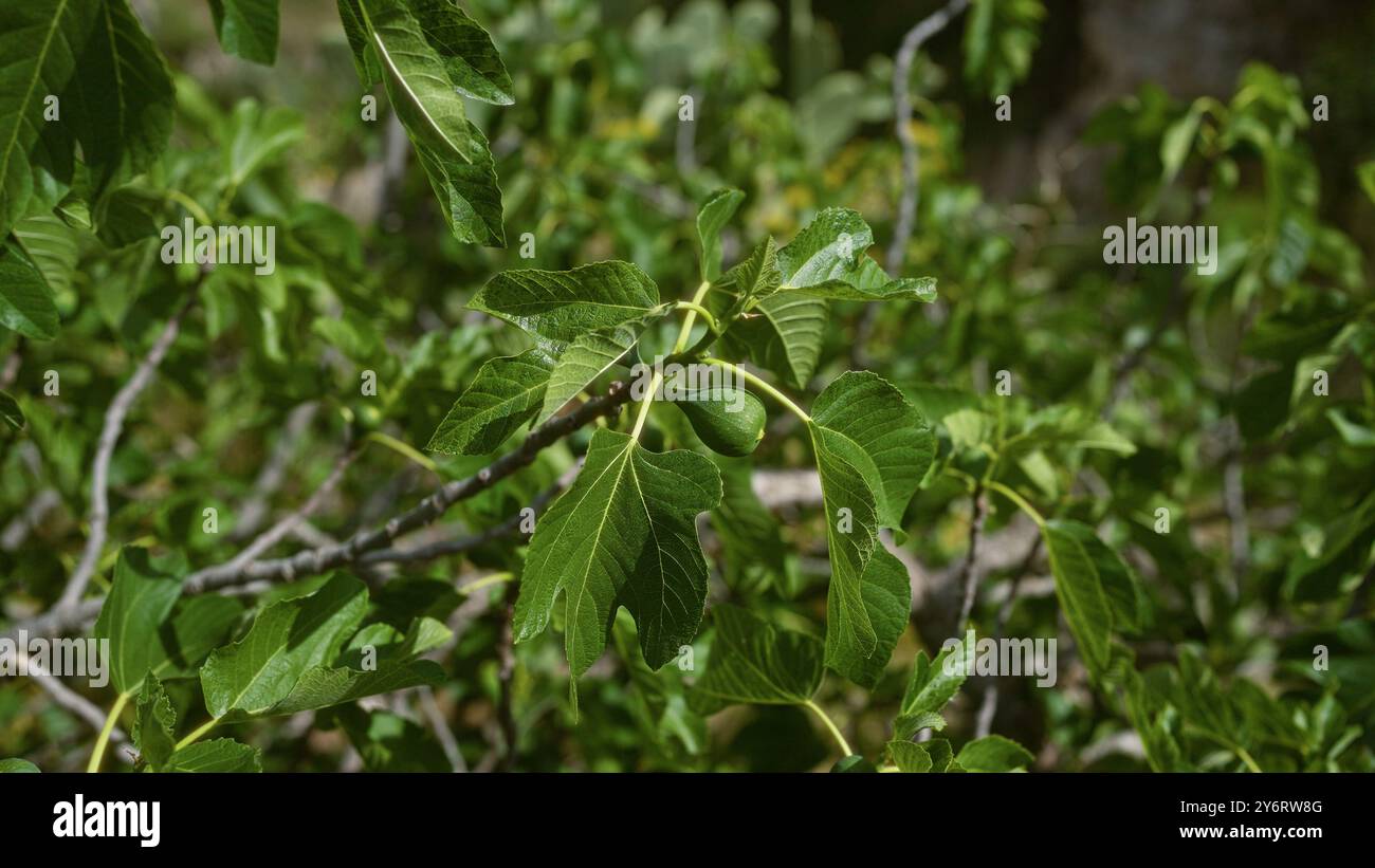 A mediterranean fig tree, ficus carica, with lush green leaves and ...