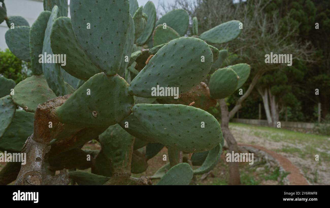 Opuntia ficus-indica, commonly known as prickly pear, thriving outdoors ...