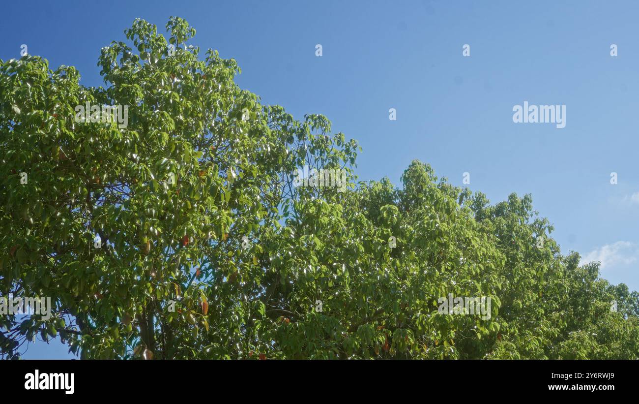 Green carob trees ceratonia siliqua under the blue sky in an outdoor ...