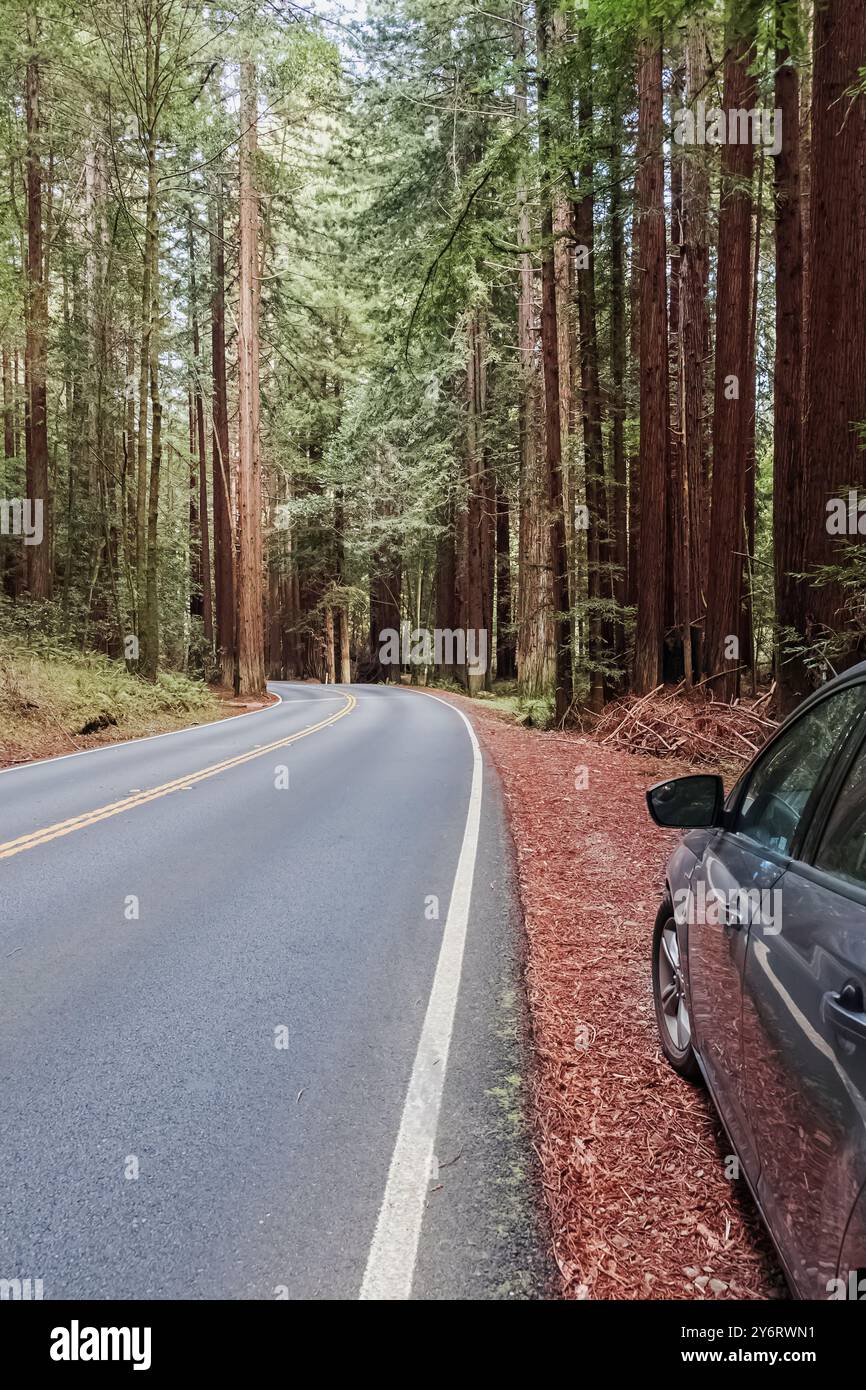 Car parked on the side of a winding road through towering redwood trees ...
