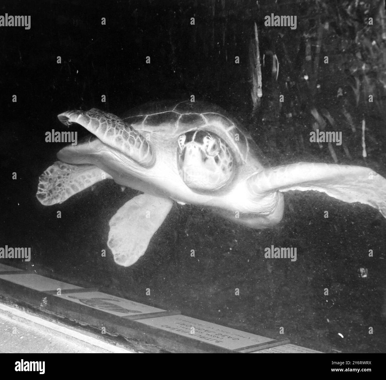 Turtles london zoo hi-res stock photography and images - Alamy