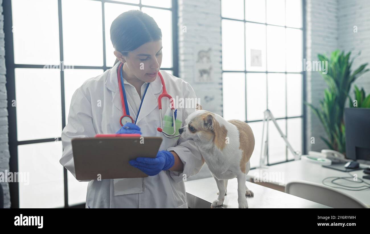 A young hispanic woman veterinarian examines a chihuahua in a ...