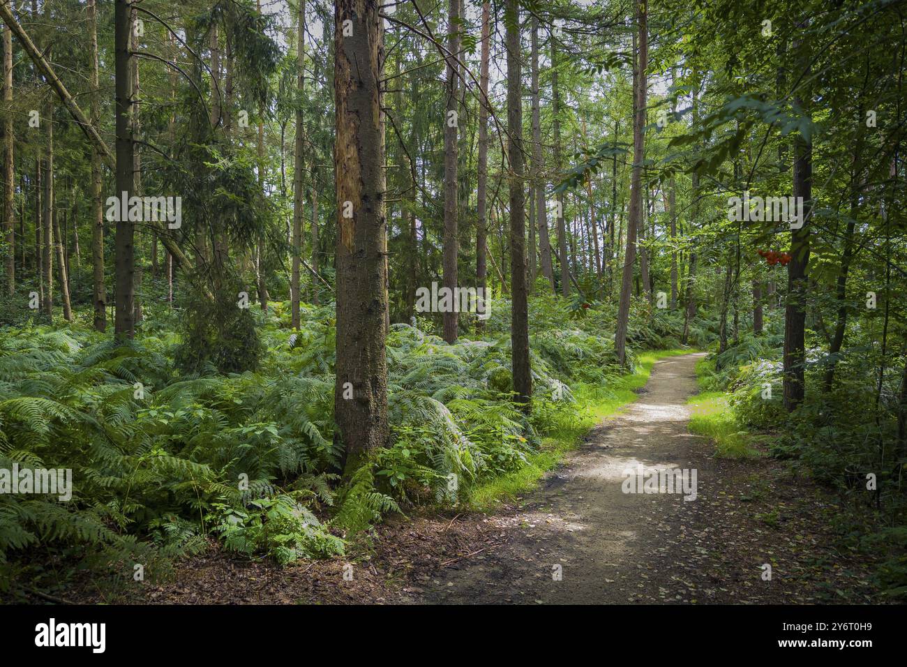 Wendelmannweg, forest path, walk cycle tour, cycle path, forest, nature ...