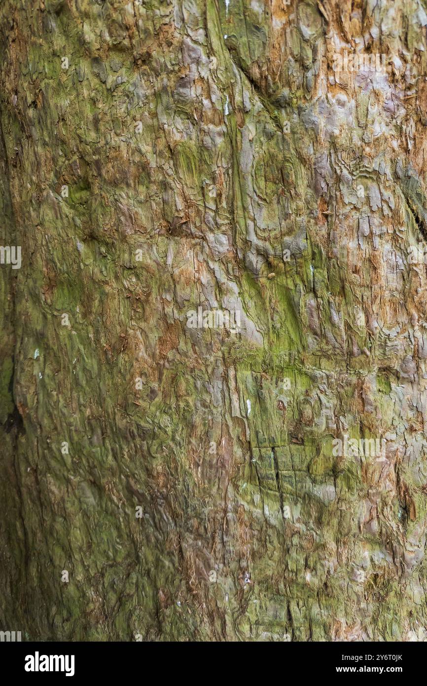 Sequoia bark (Sequoioideae), tree bark, tree trunk, nature, tree, plant ...