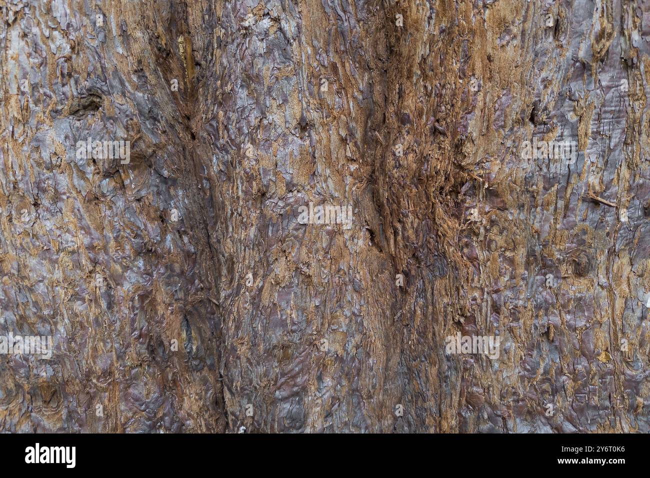 Sequoia bark (Sequoioideae), tree bark, tree trunk, nature, tree, plant ...