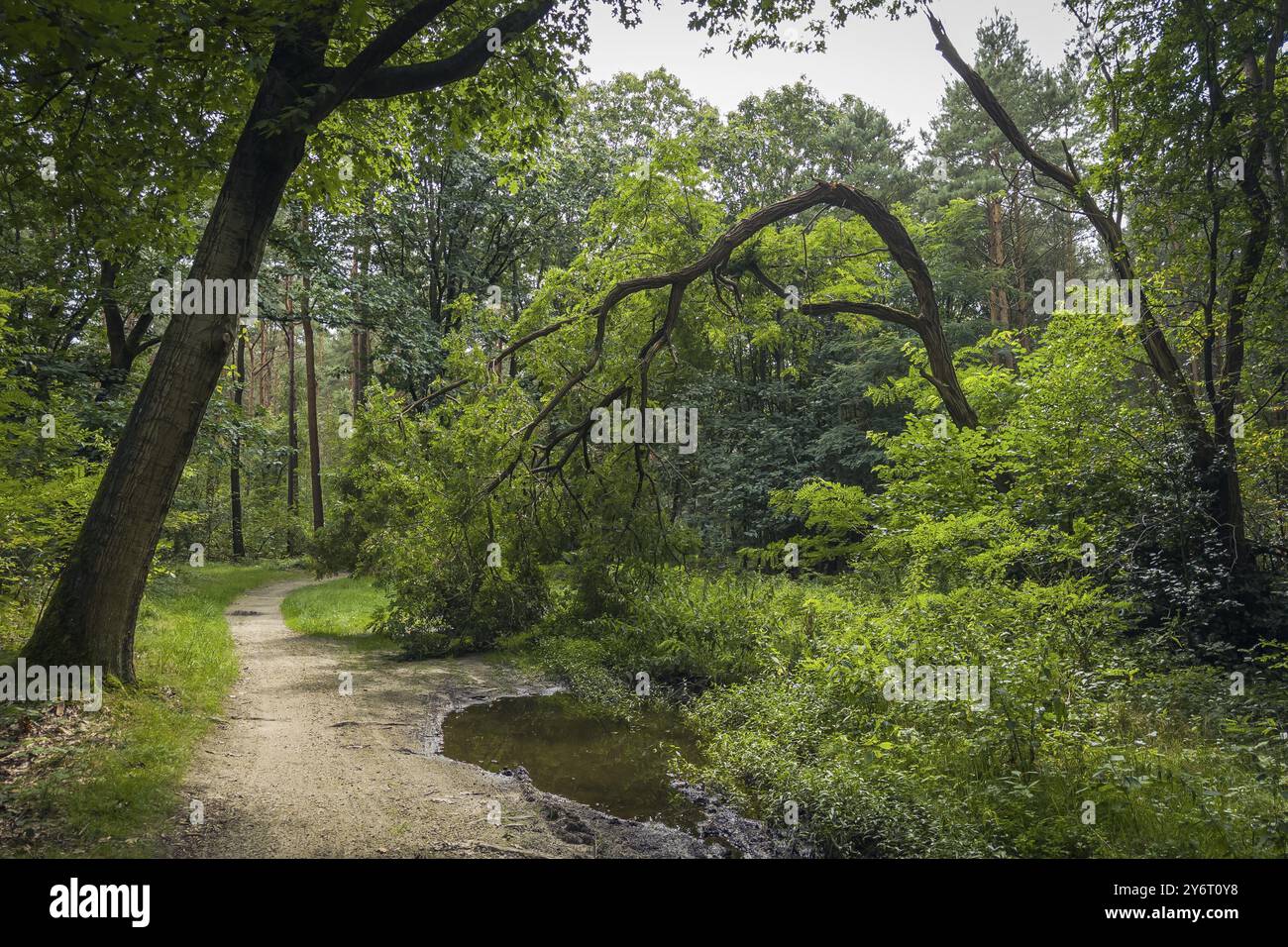 Wendelmannweg, forest path, walk cycle tour, cycle path, forest, nature ...