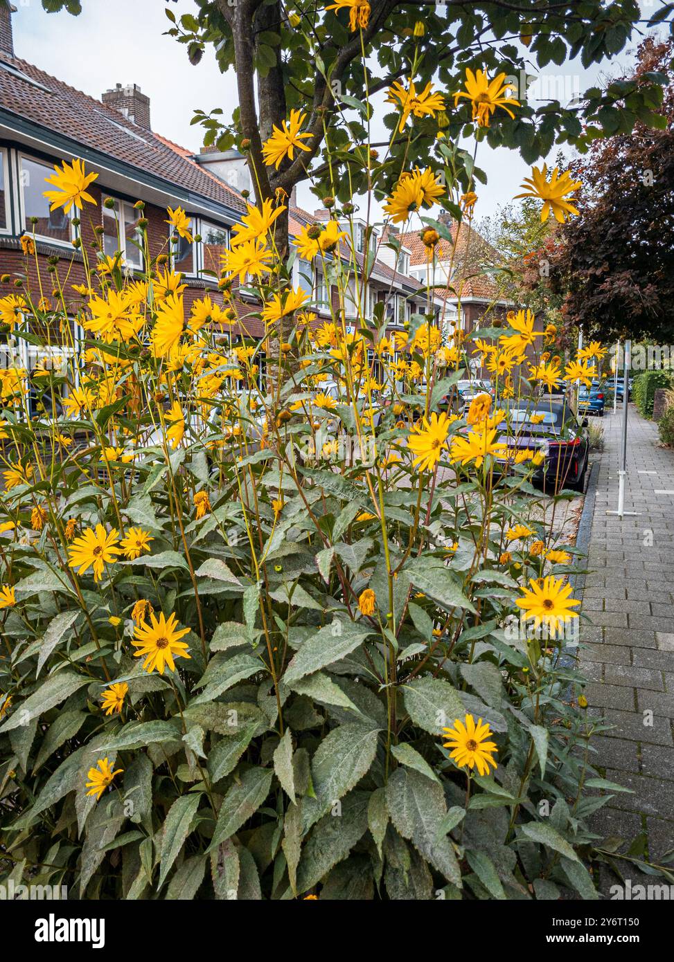 A charming street in Leiden, Netherlands, adorned with vibrant ...