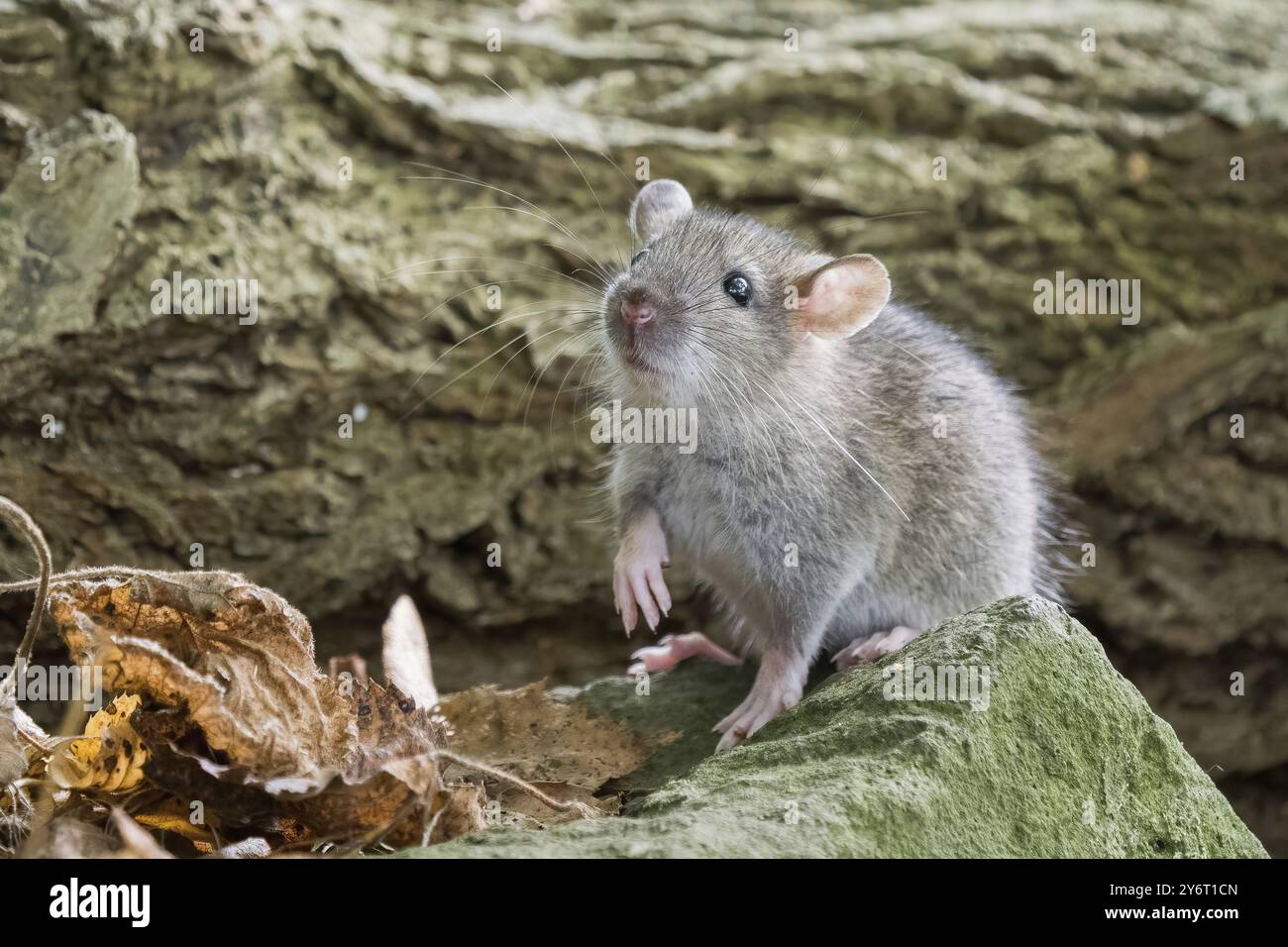A juvenile Norway rat (Rattus norvegicus) sits on a stone and looks up ...