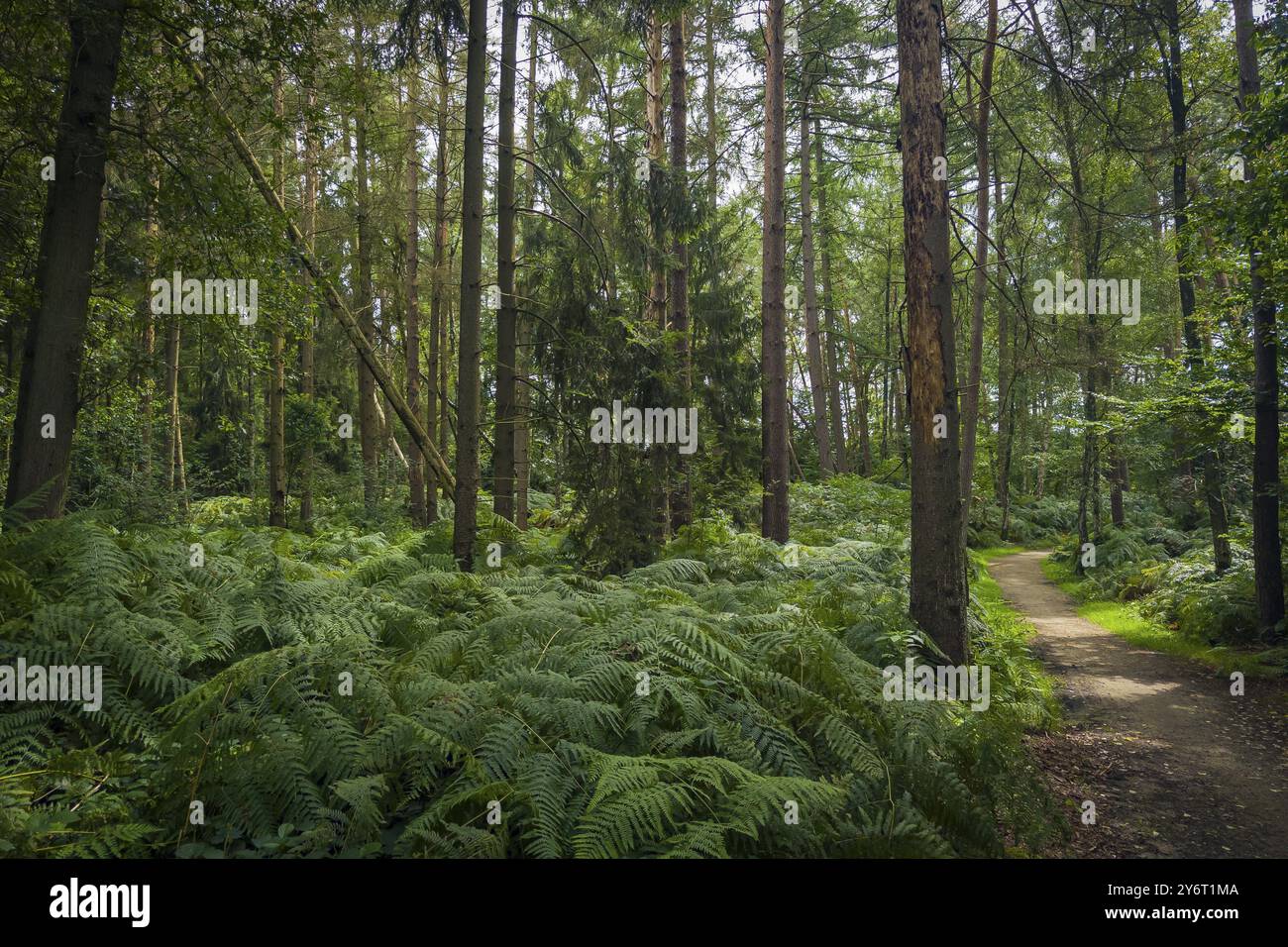 Wendelmannweg, forest path, walk cycle tour, cycle path, forest, nature ...
