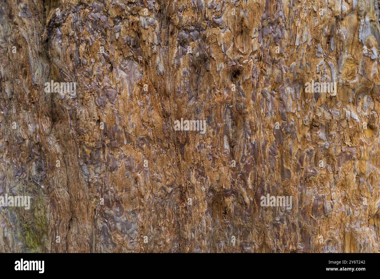 Sequoia bark (Sequoioideae), tree bark, tree trunk, nature, tree, plant ...