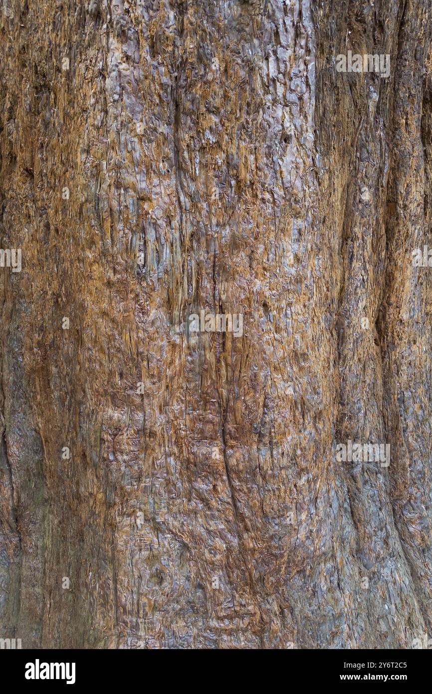 Sequoia bark (Sequoioideae), tree bark, tree trunk, nature, tree, plant ...