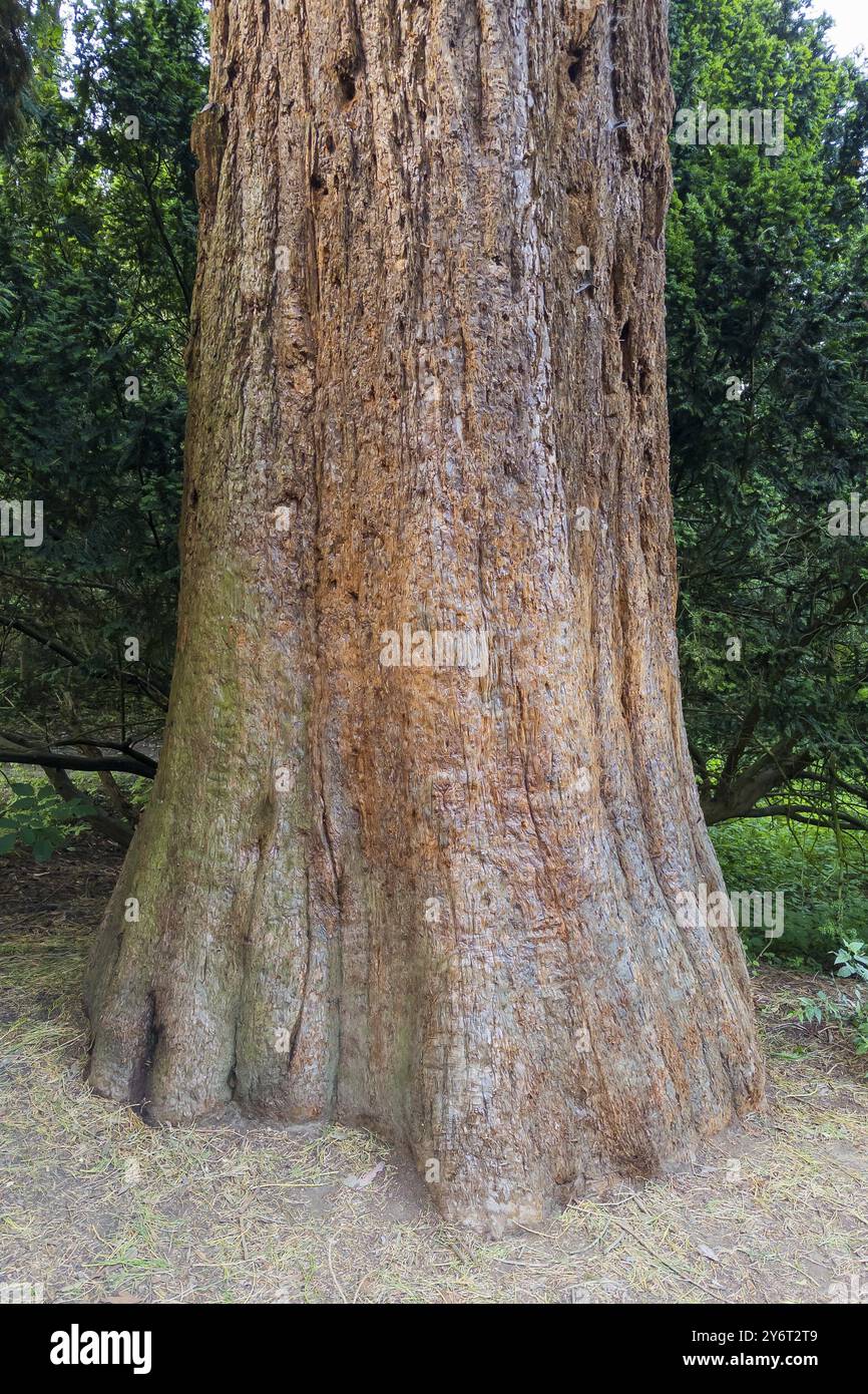 Sequoia (Sequoioideae), tree trunk, bark, nature, tree, plant, old ...