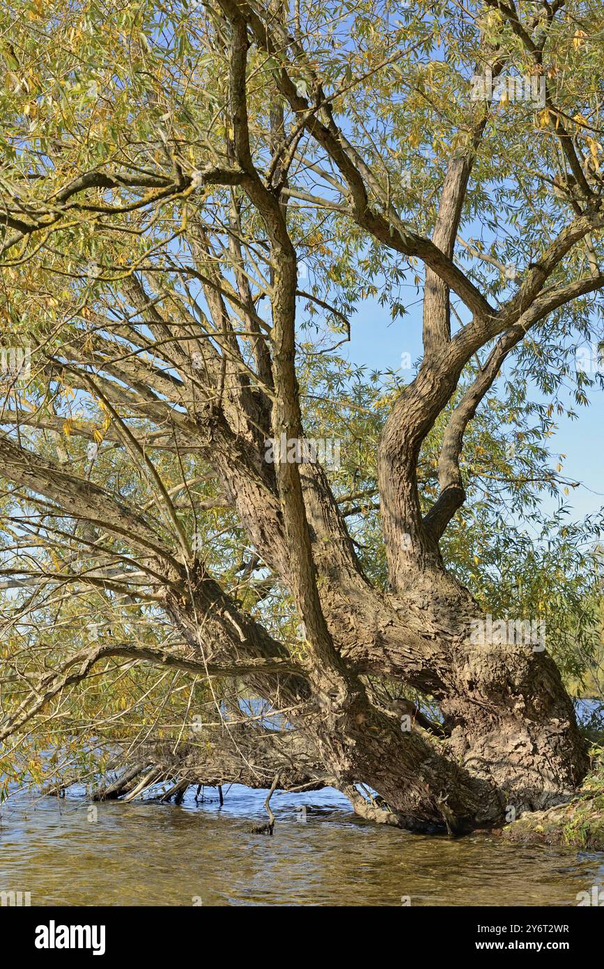 North willows dam hi-res stock photography and images - Alamy