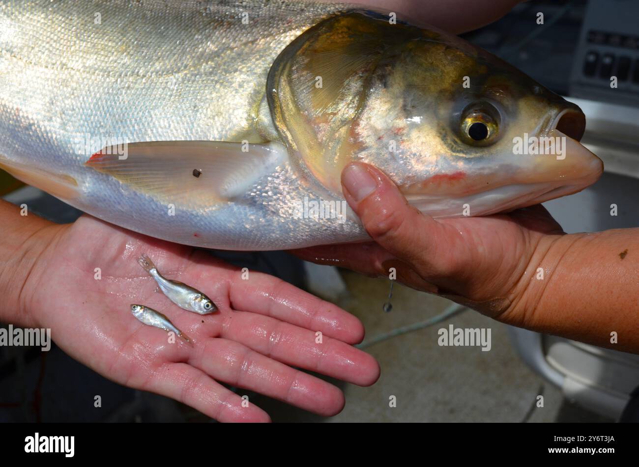 Invasive Silver Carp, Missouri Stock Photo - Alamy
