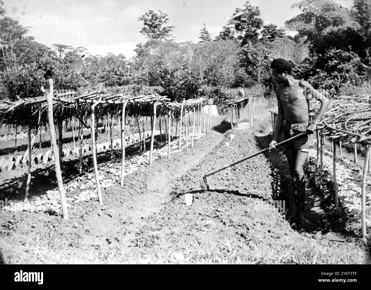 NATIVES TRIBES AT WORK IN NEW GUINEA 17 JANUARY 1962 Stock Photo - Alamy