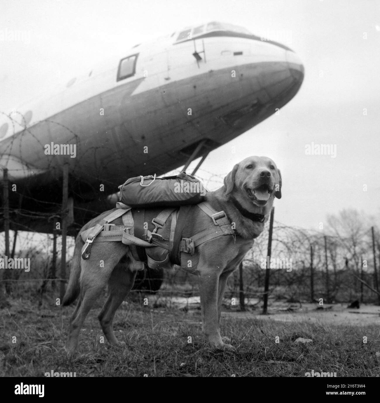 BRITISH ARMY ROYAL ARMY MEDICAL CORPS TRAINING LABRADOR DOGS 16 JANUARY ...