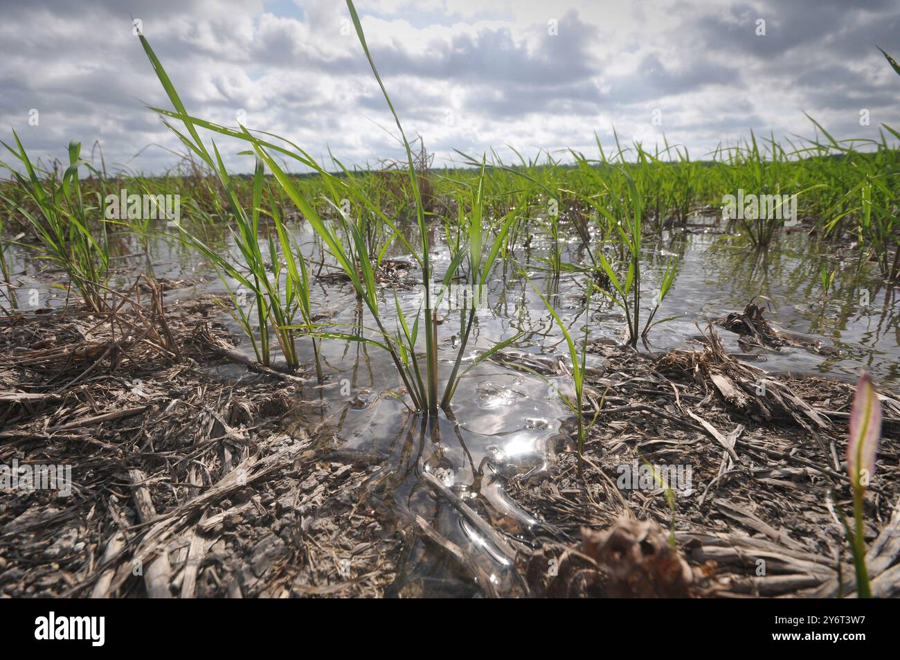 Rice Growing Under Cover Crop Stock Photo - Alamy
