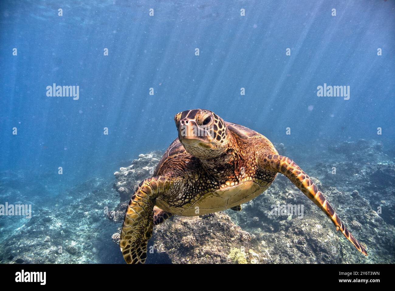 Endangered Hawaiian Green Sea Turtle Stock Photo - Alamy